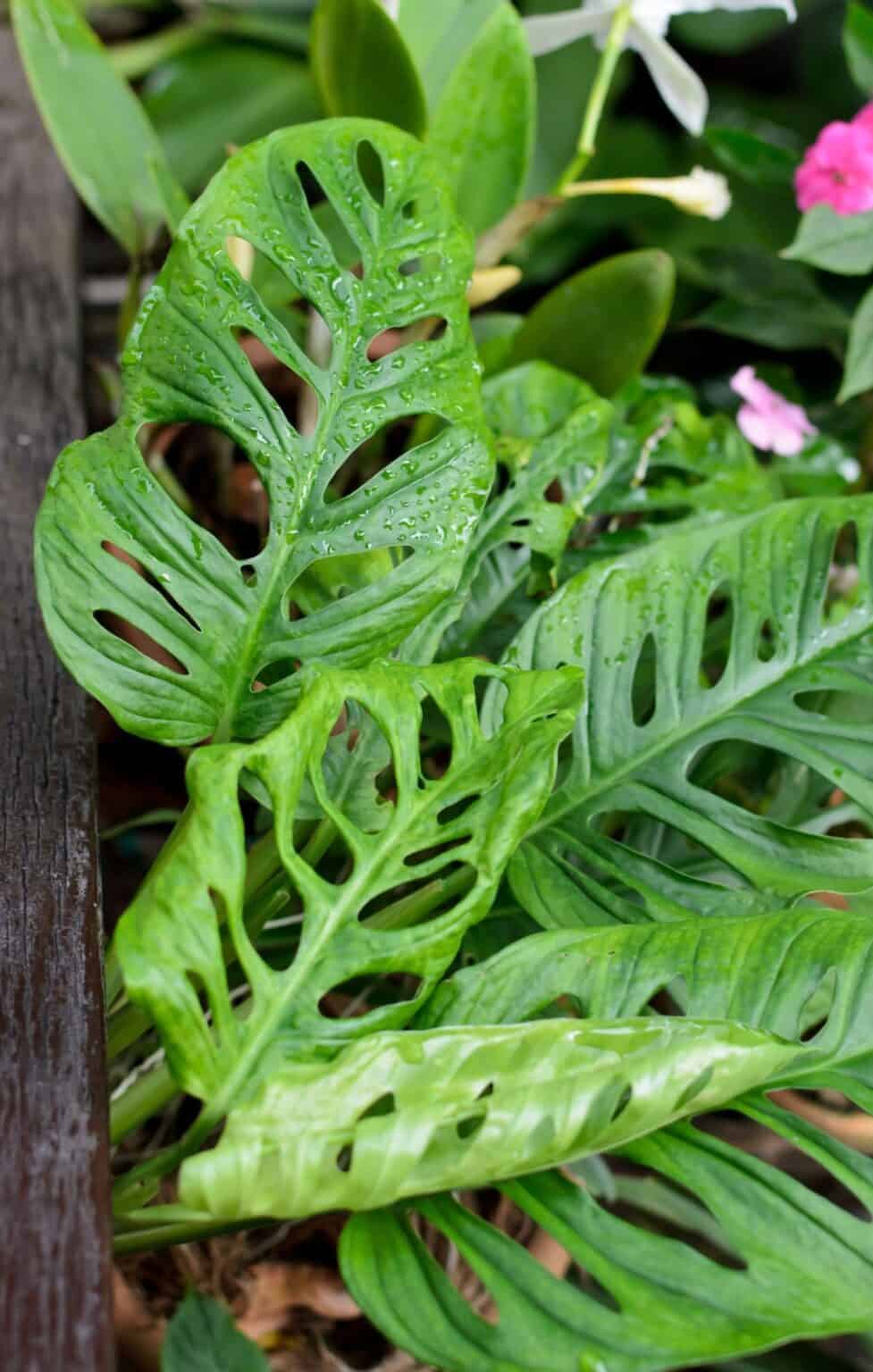 Monstera obliqua 🌿 The elusive and delicate beauty