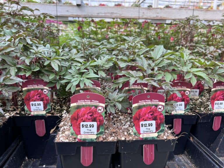 25+ red peonies ️ 🌸 BEST varieties to grow and for bouquets