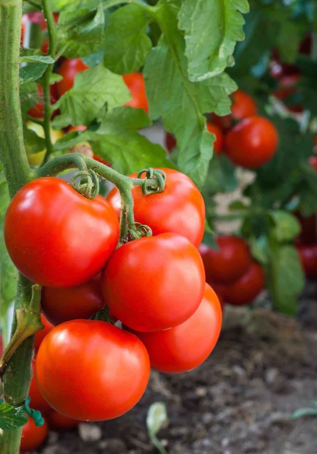 Pomato plants 🍅 🥔 The fascinating fusion of tomatoes and potatoes