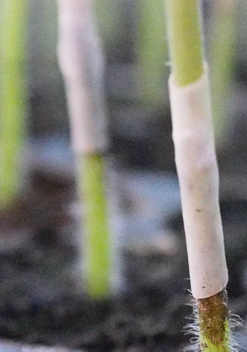 Pomato plant (potato + tomato) growing guide | Home for the Harvest