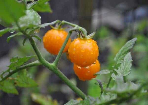Sun Sugar tomato 🍅 ☀️ The sweet secret of summer gardens