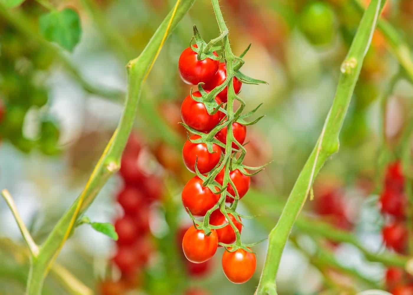 Sweet 100 tomato 🍅 🌱 The cherry tomato bursting with flavor