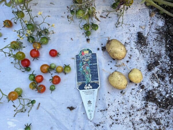 Pomato plants 🍅 🥔 The fascinating fusion of tomatoes and potatoes