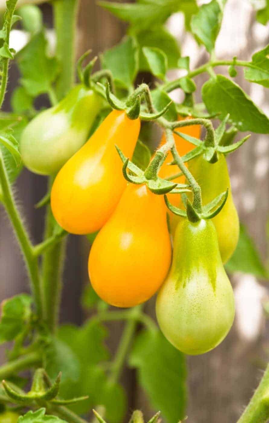 Yellow Pear tomato 🍅 🍐 Dive into the world of this bite-sized, juicy ...
