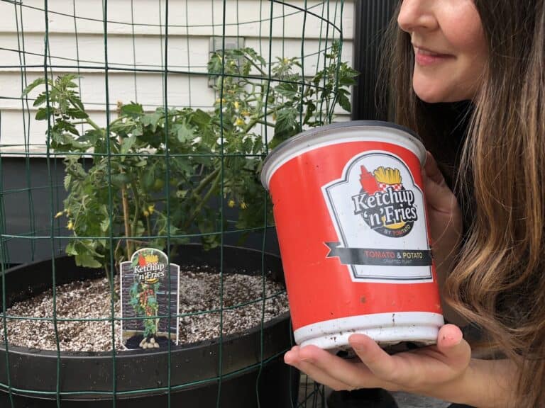 Pomato plants 🍅 🥔 The fascinating fusion of tomatoes and potatoes