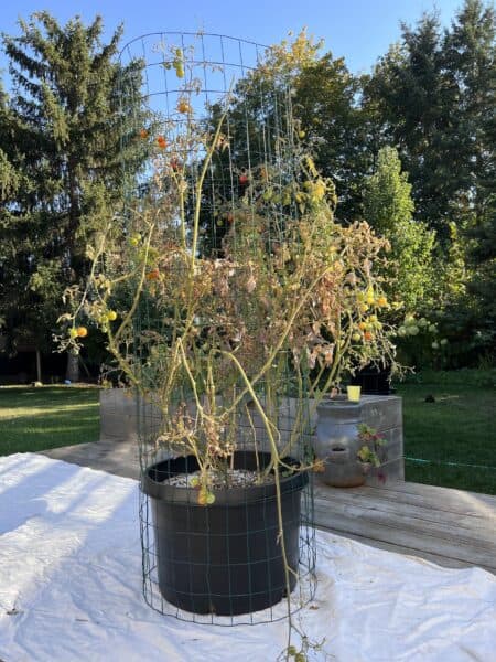 Pomato plants 🍅 🥔 The fascinating fusion of tomatoes and potatoes