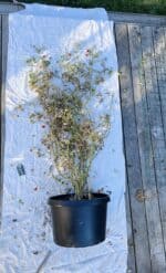 Pomato plants 🍅 🥔 The fascinating fusion of tomatoes and potatoes