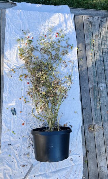 Pomato plants 🍅 🥔 The fascinating fusion of tomatoes and potatoes