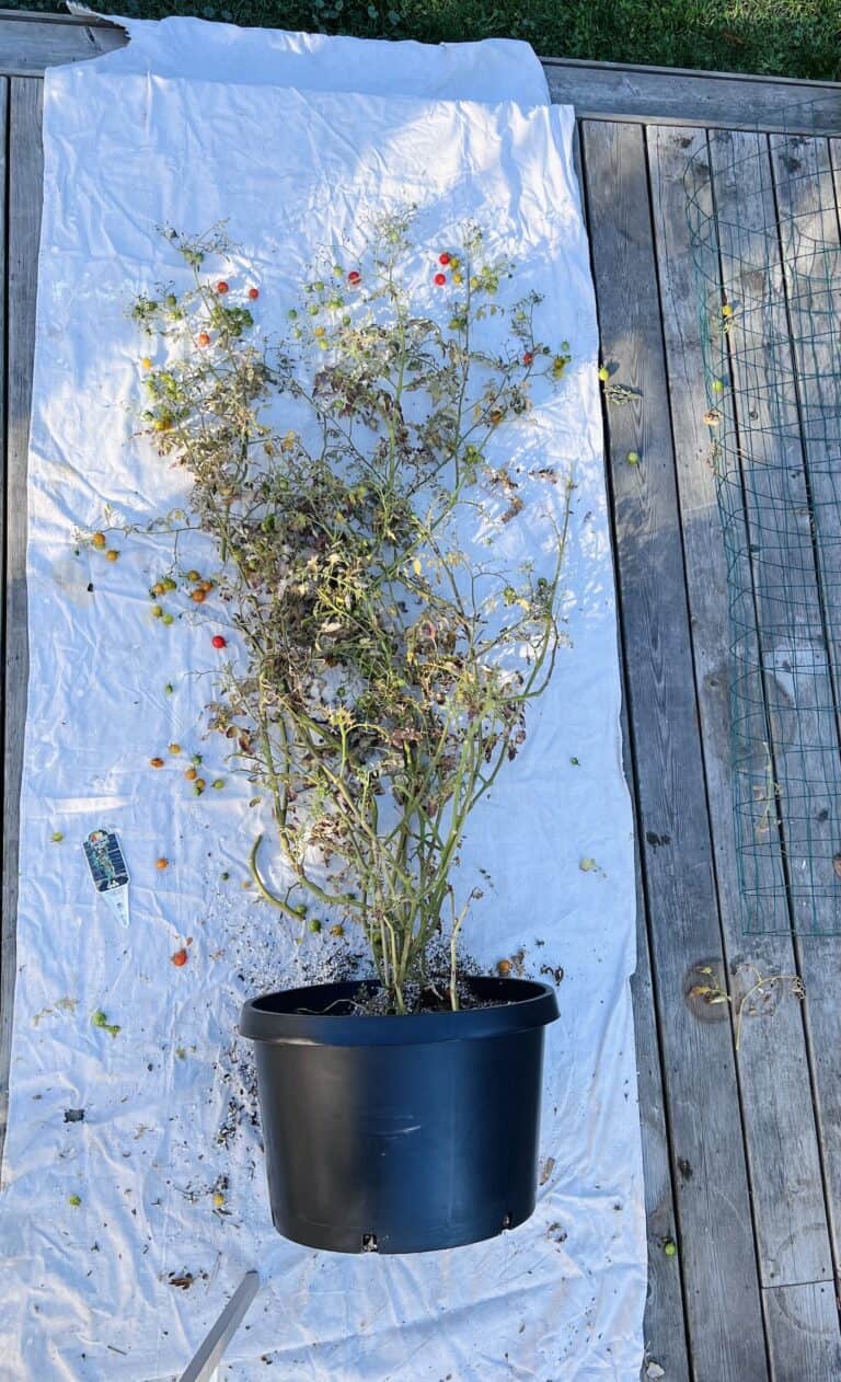 Pomato plants 🍅 🥔 The fascinating fusion of tomatoes and potatoes