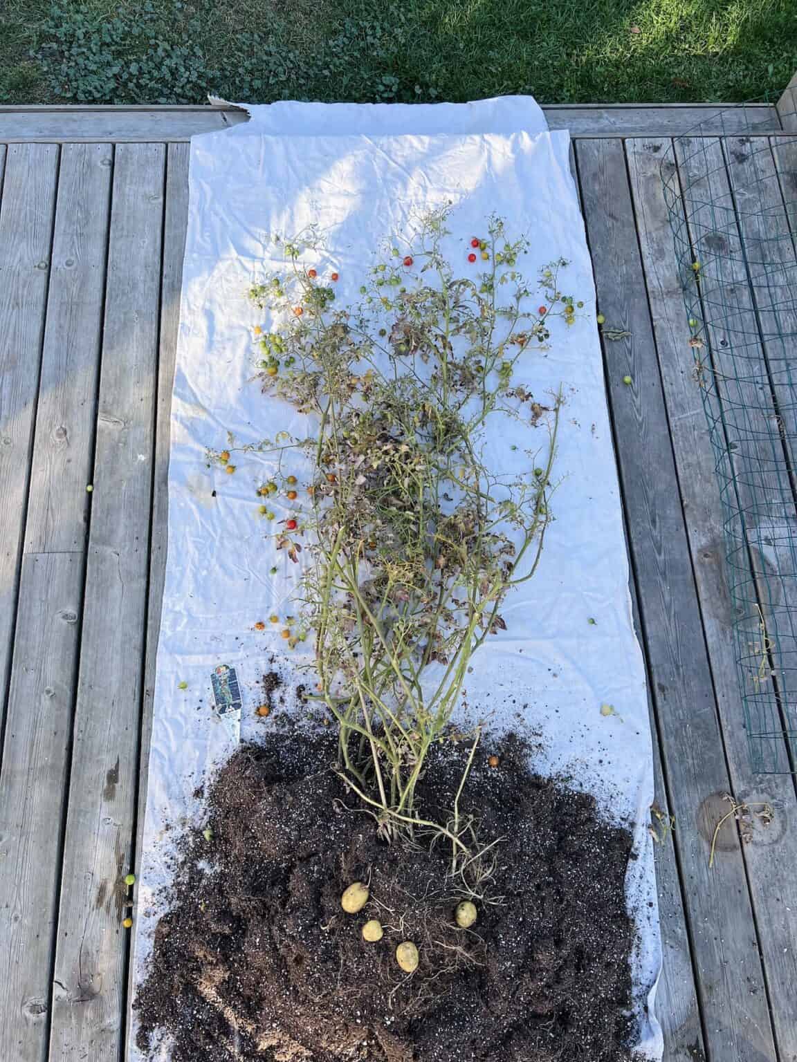 Pomato plants 🍅 🥔 The fascinating fusion of tomatoes and potatoes