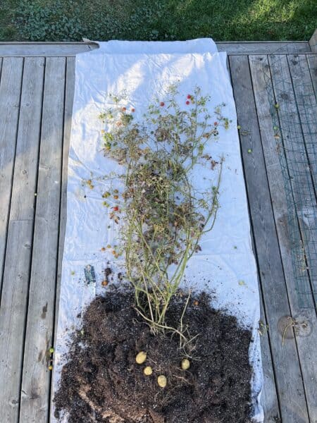 Pomato plants 🍅 🥔 The fascinating fusion of tomatoes and potatoes