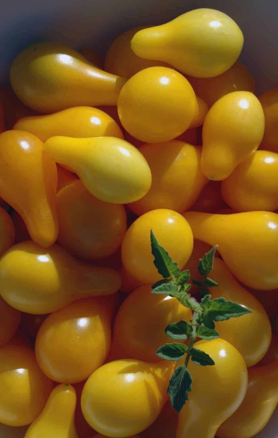 Yellow Pear tomato 🍅 🍐 Dive into the world of this bite-sized, juicy ...