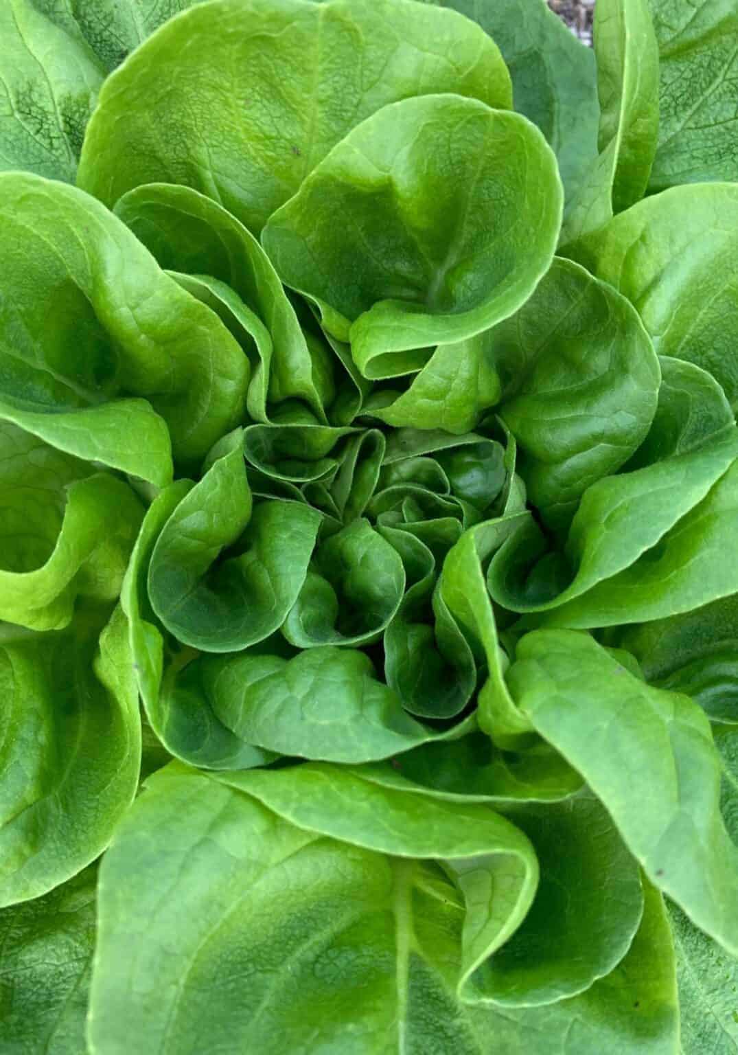 20 lettuce varieties 🥬 🌱 Crunchy, curly, and everything in between