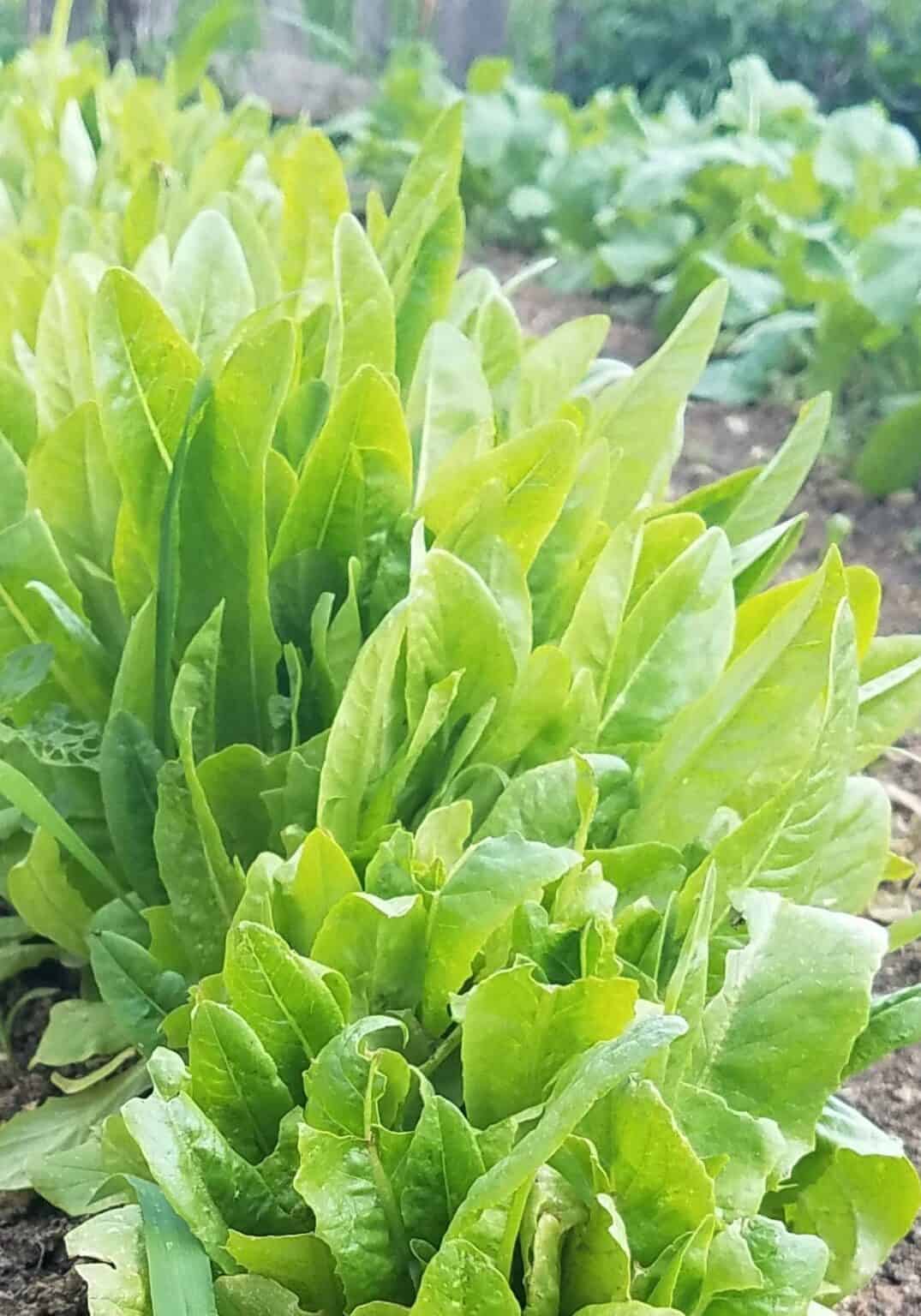 Red Sails Lettuce Variety Guide