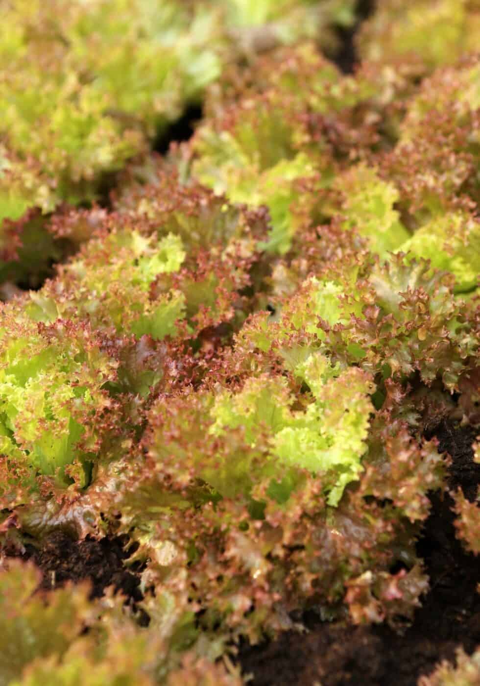 Red Sails lettuce 🥬 🎈The vibrant variety that stars in a salad