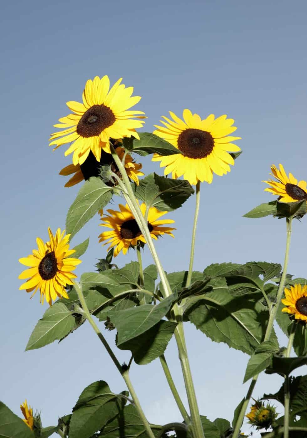 Skyscraper sunflower 🌻 🌆 A towering beauty to elevate your garden