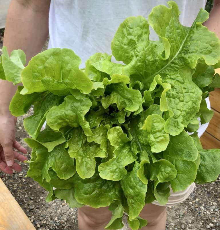 Salad Bowl lettuce 🥗 🌱 A delightful addition to any garden