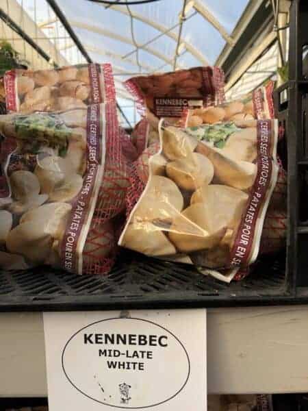 Kennebec potatoes 🥔 🌱 Unearthing the versatility of this classic spud