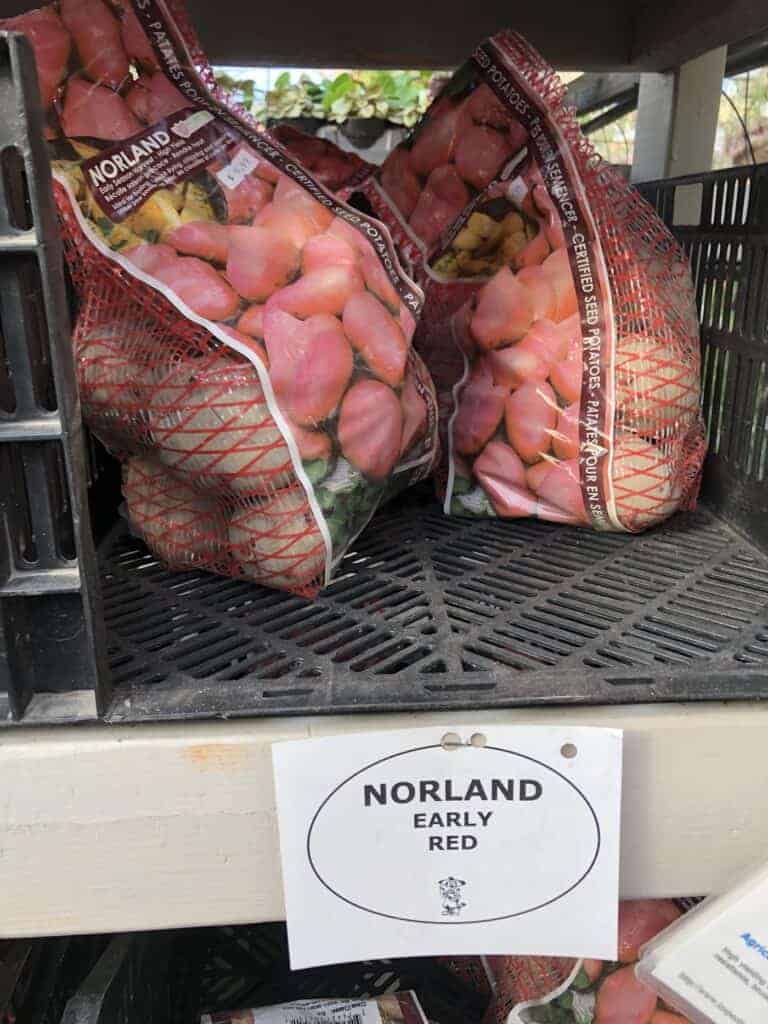 Norland potatoes 🥔 🌱 The early harvest variety you need to know