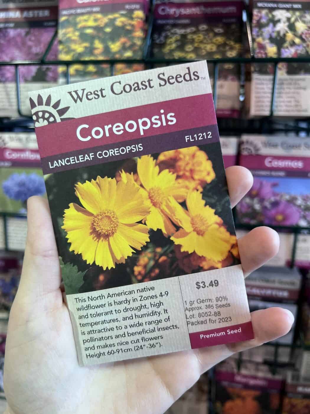 25 companion plants for roses 🌹 🌿 Perfect partners for your prized blooms