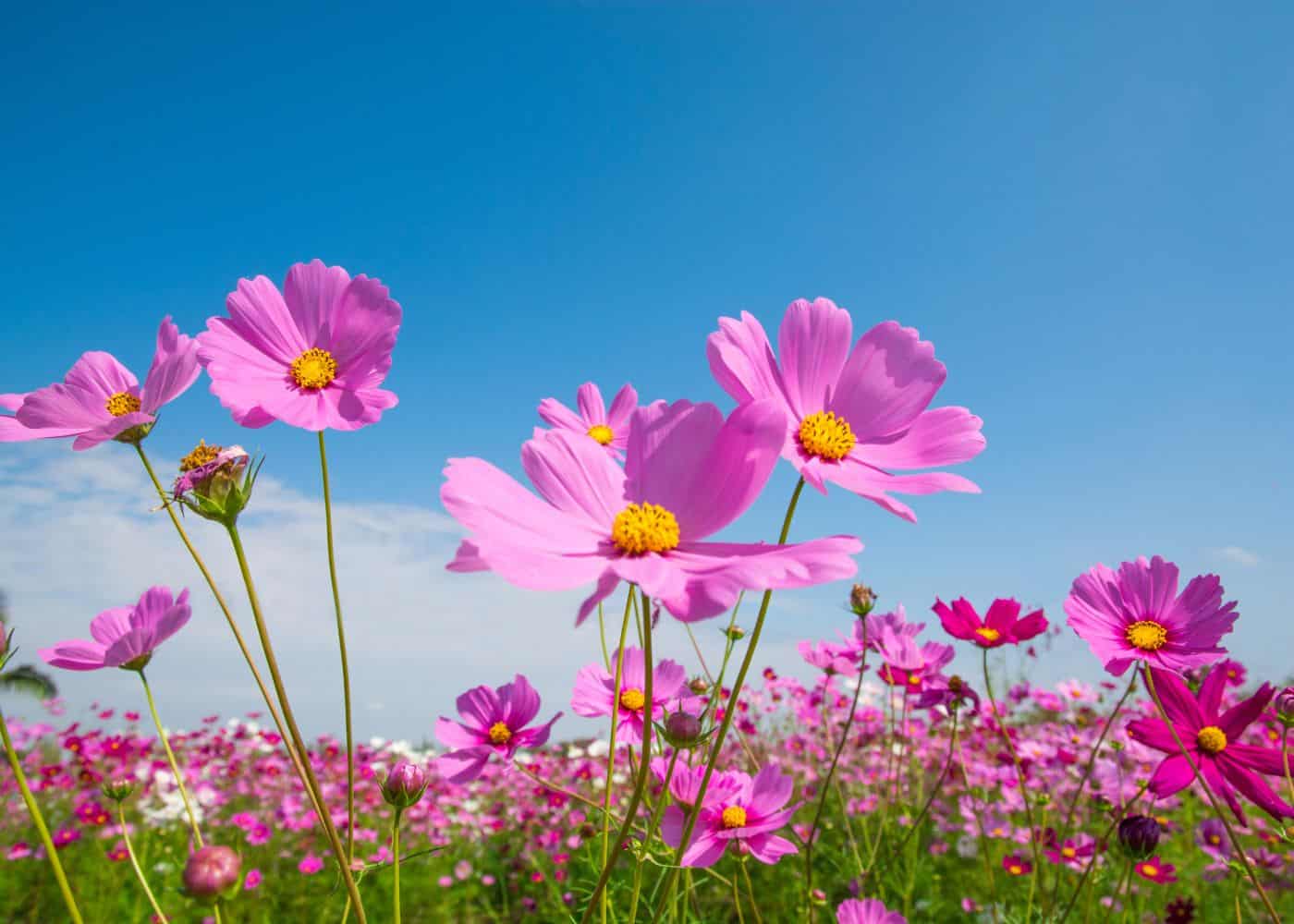 25 companion plants for roses 🌹 🌿 Perfect partners for your prized blooms