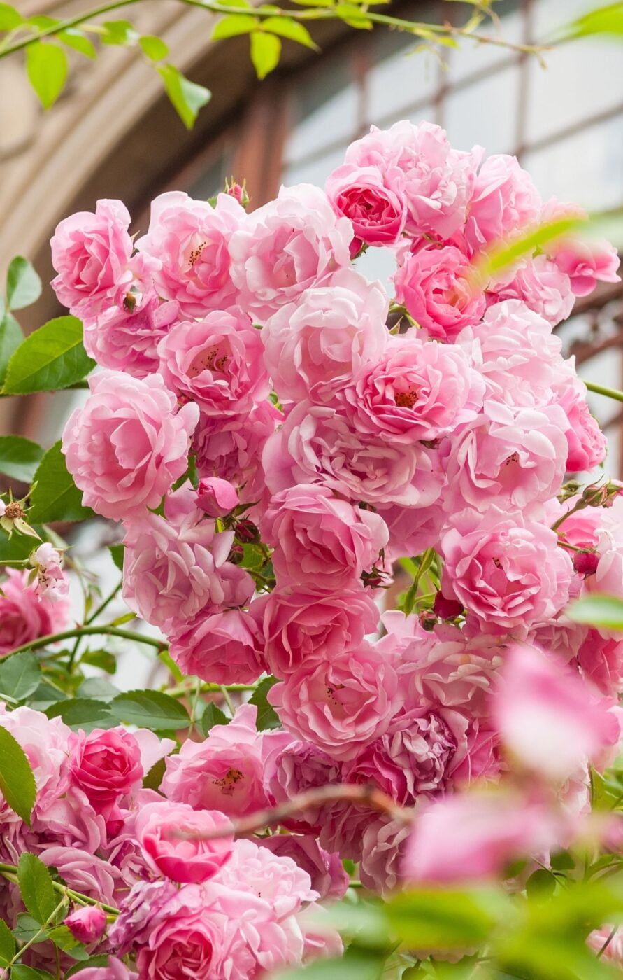 How to care for roses 🌹 ️ Keeping your blooms brilliant and beautiful