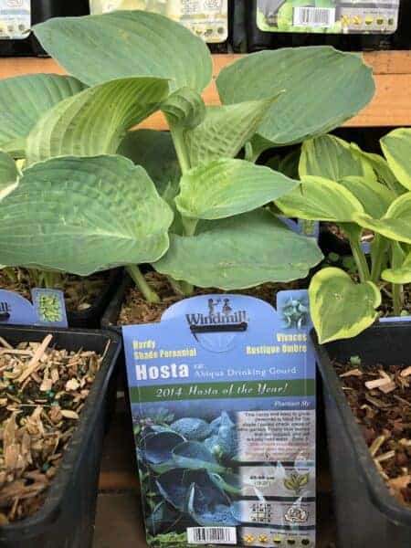 Abiqua Drinking Gourd hosta 🌿 🍃 Deep cupped leaves that make a splash