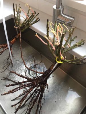 Planting bare root roses 🌹 ⛏ Step-by-step guide for establishing robust ...