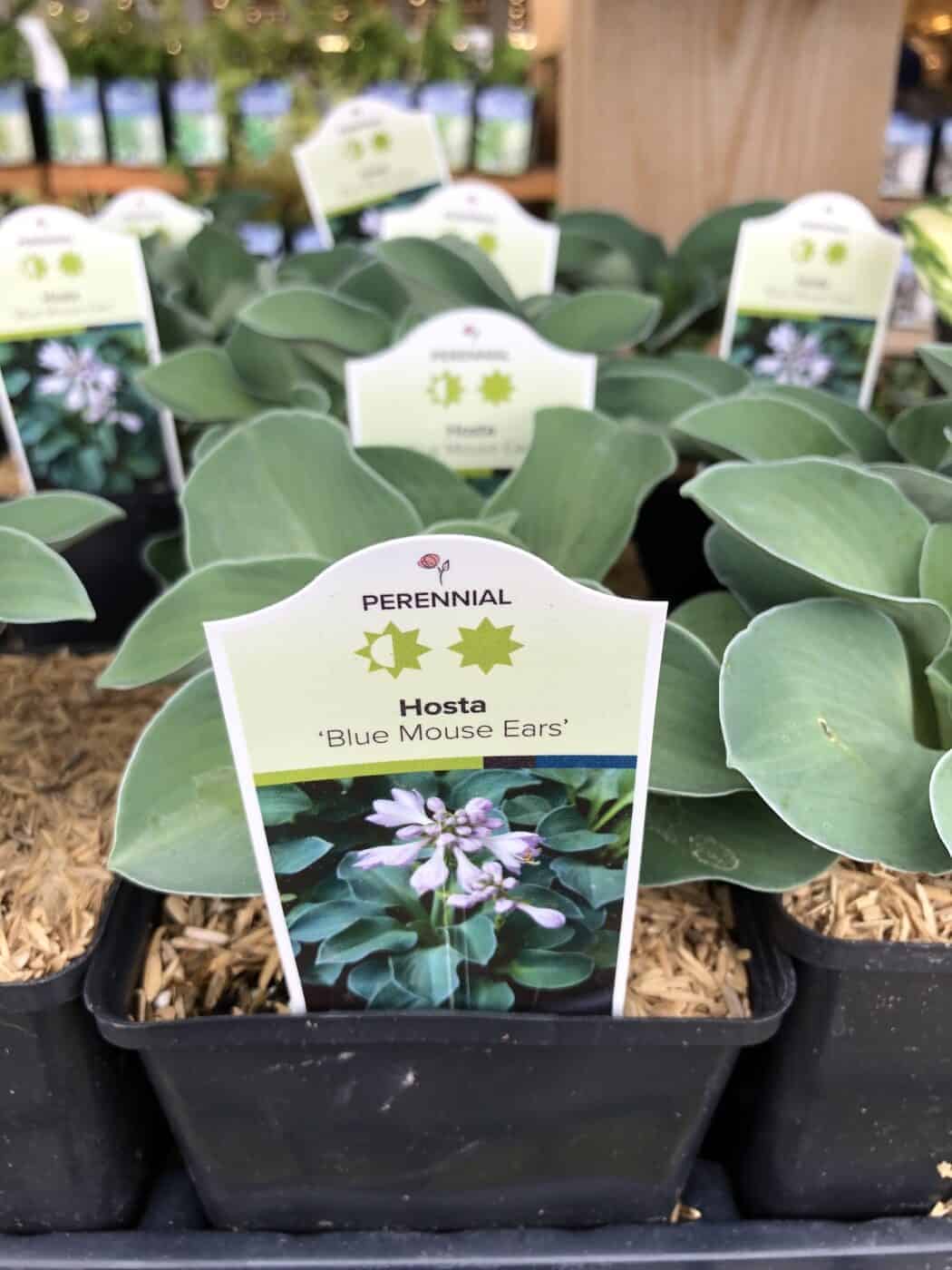 Blue Mouse Ears hosta 🐭 🌱 Discover tips for thriving mini plants