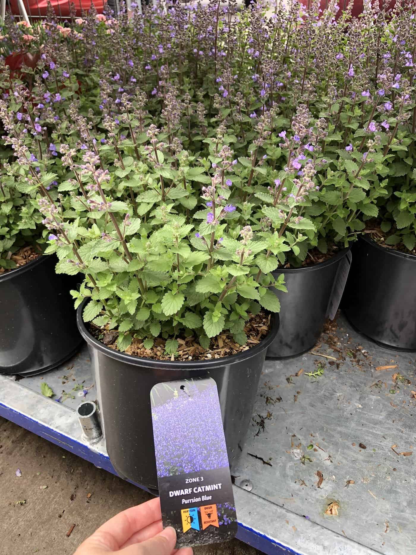 25 companion plants for roses 🌹 🌿 Perfect partners for your prized blooms