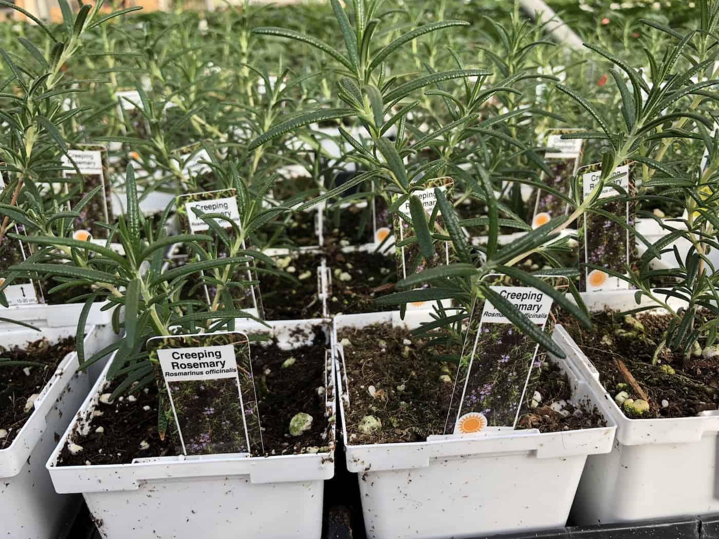 How to prune rosemary 🌿 ️ Keep your aromatic herb shapely and thriving