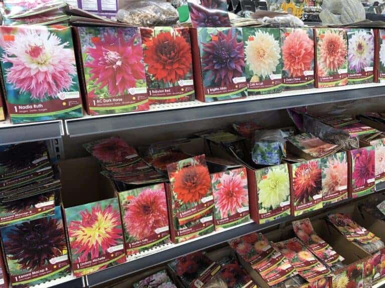 19 red dahlia varieties 🌺 🌟 Dive into a world full of vibrant blooms!