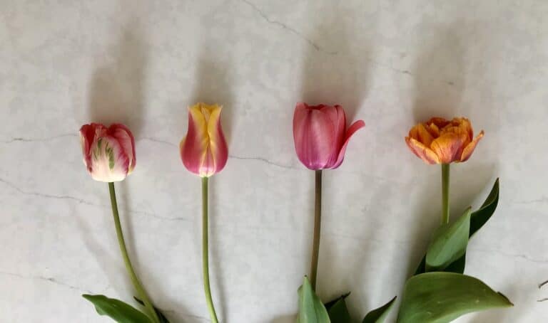 16 types of tulips 🌷 🌈 Classification and different categories to consider