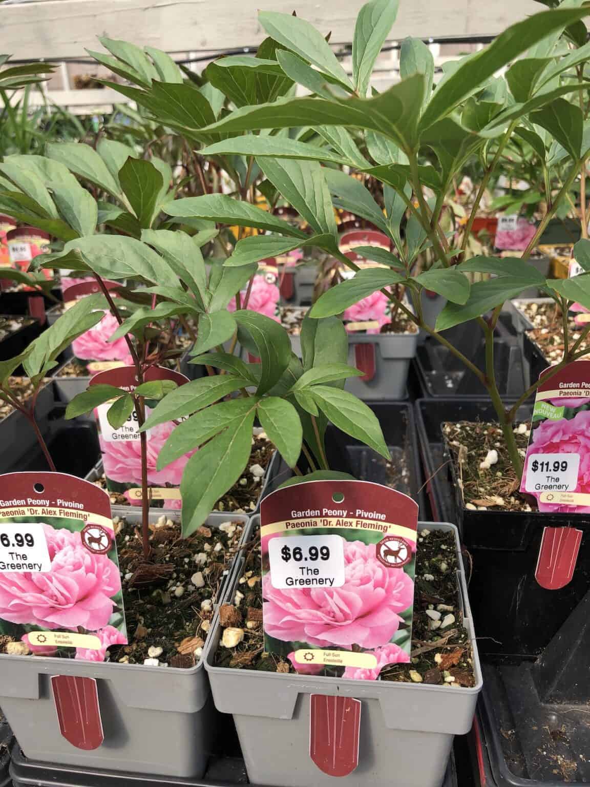 50 pink peonies 🌸 💗 BEST varieties, plus tips for cultivating these ...