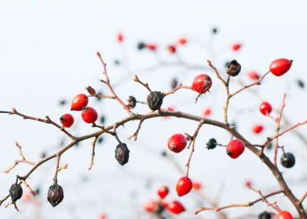 Rose care in fall 🌹 🍂 Preparing your plants for the colder months