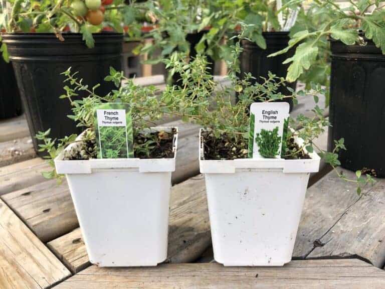 25 culinary herbs 🌿 🍲 Elevate your dishes with flavorful additions