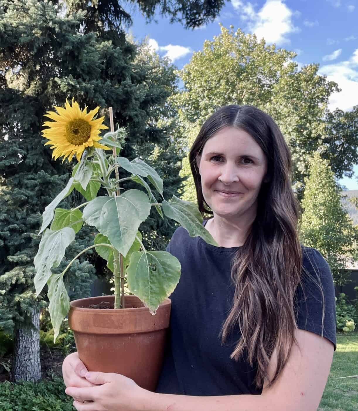 Growing sunflowers in pots 🌻 🌱 Tips for flourishing blooms