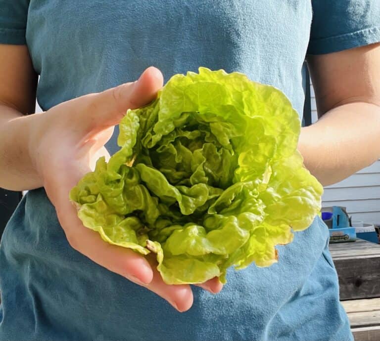 Tom Thumb lettuce 🥬 🥰 The pint-sized salad star