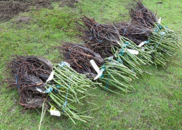 Planting bare root roses 🌹 ⛏ Step-by-step guide for establishing robust ...