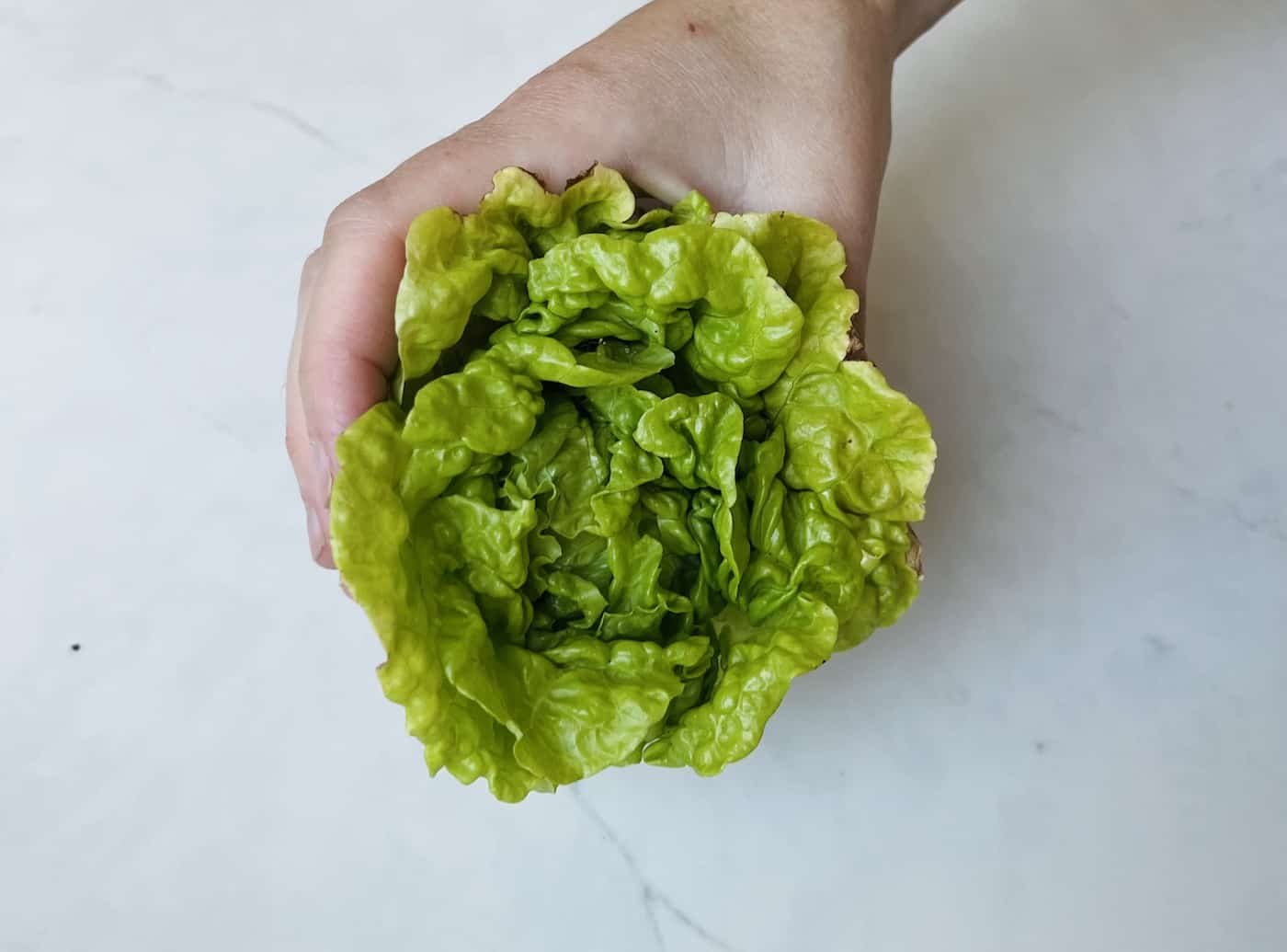 Tom Thumb lettuce 🥬 🥰 The pint-sized salad star