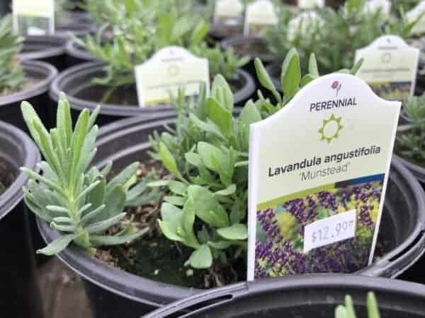Munstead lavender 🌿 🌸 Embracing the charm of this classic English variety