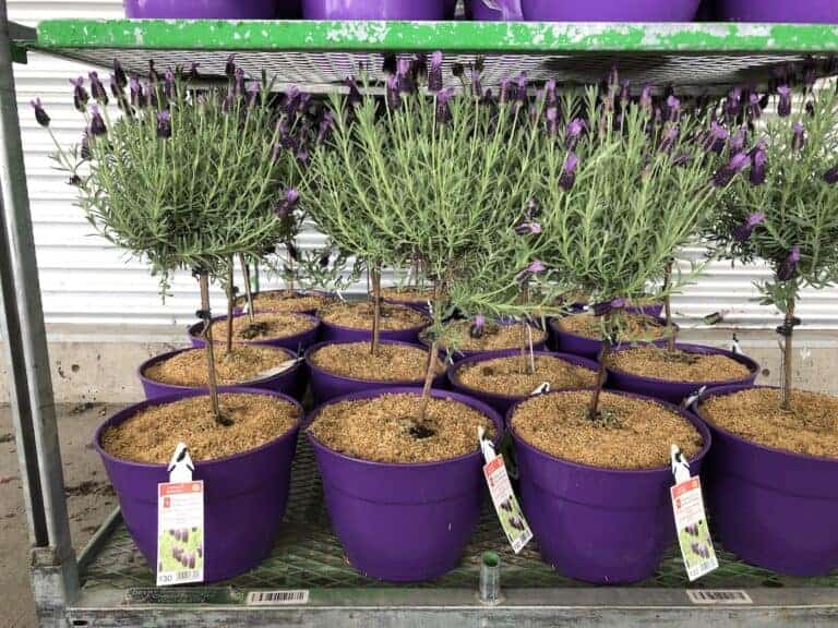 Lavender tree guide ???? ???? Varieties, care, and tips for healthy plants