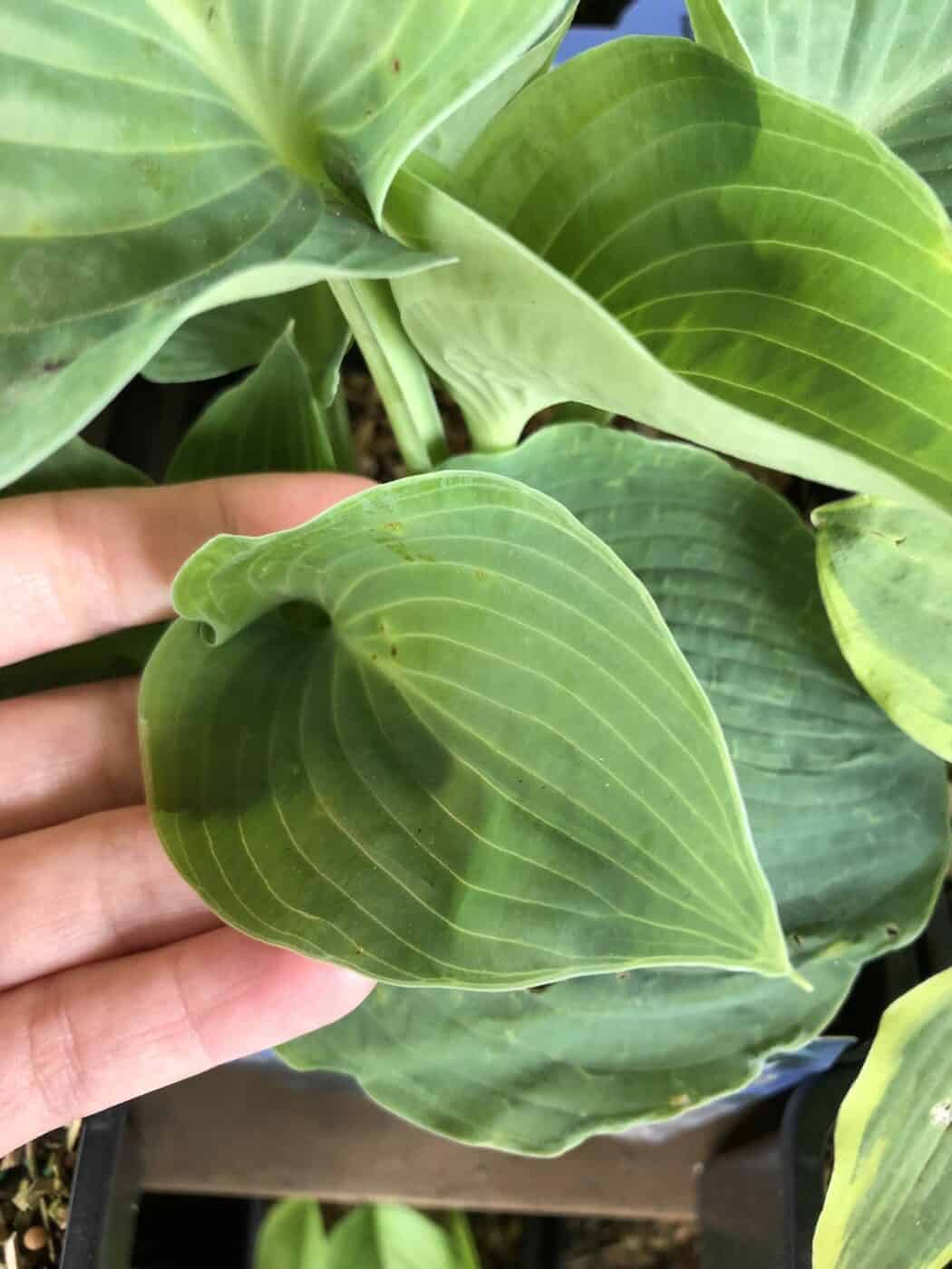 Abiqua Drinking Gourd hosta 🌿 🍃 Deep cupped leaves that make a splash