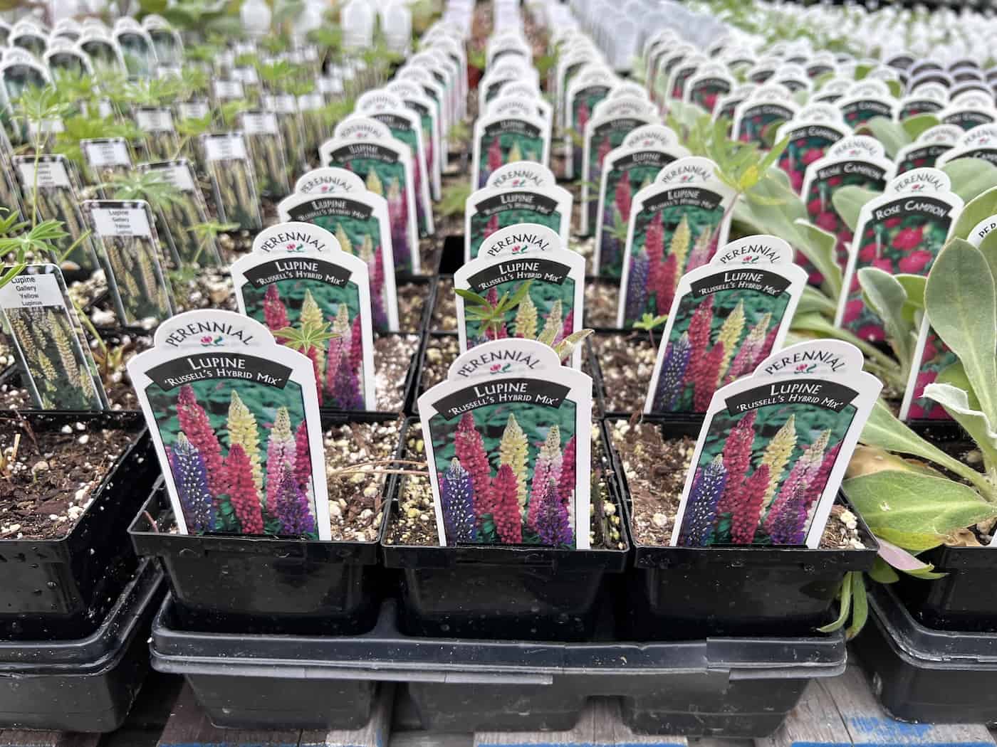 15 companion plants for peonies 🌸 🌿 Perfect pairs and enhancing ideas