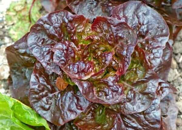 20 lettuce varieties 🥬 🌱 Crunchy, curly, and everything in between