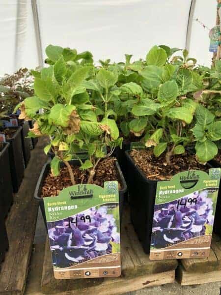 Nikko Blue hydrangea 🌿 💙 🌸 Tips for a flourishing garden!