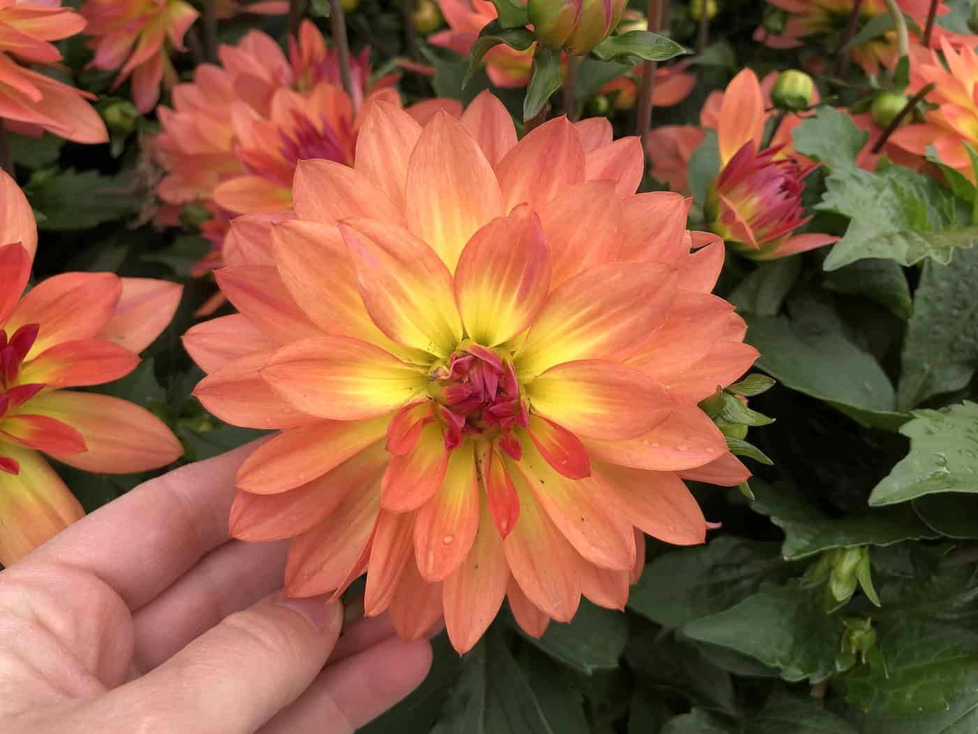 14 orange dahlia varieties 🍊🌸 Vibrant types for your garden