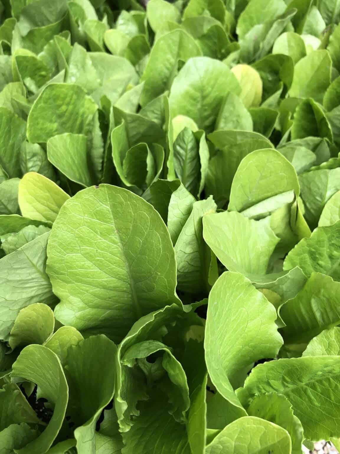 Parris Island Cos lettuce 🥬 🏝️ Romaine with a rich legacy