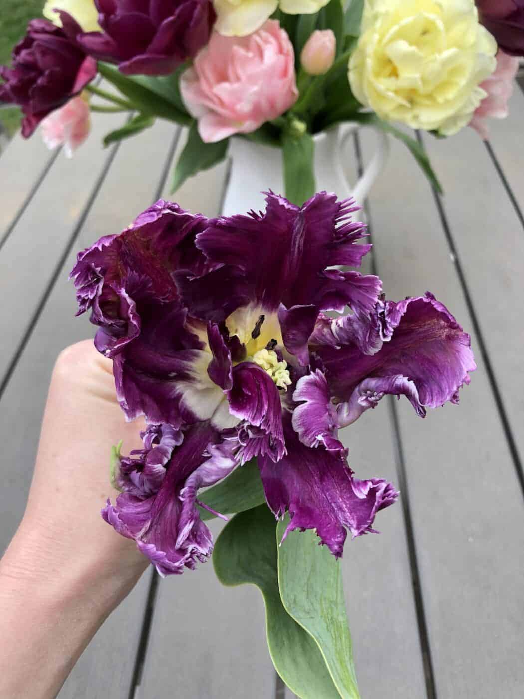 Parrot tulips 💐 🌈 Unlock the secrets to these vibrant blooms!