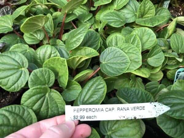 Growing peperomia plants successfully 🍃 🌟 Discover tips for vibrant ...